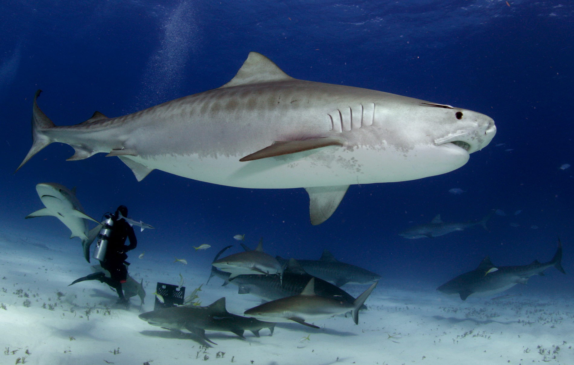 Shark Diving Bahamas - Tiger Shark Diving in the Bahamas