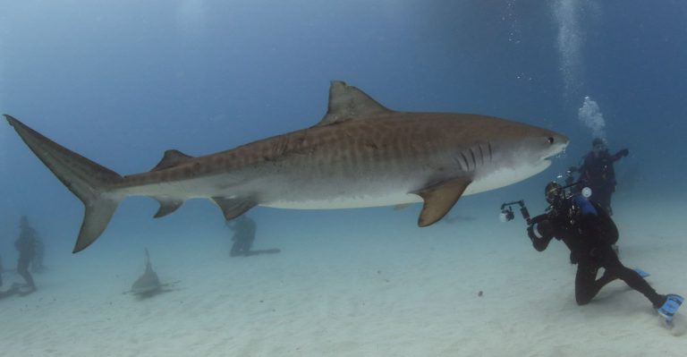 Cindy, Tiger Shark. - Tiger Shark Diving in the Bahamas