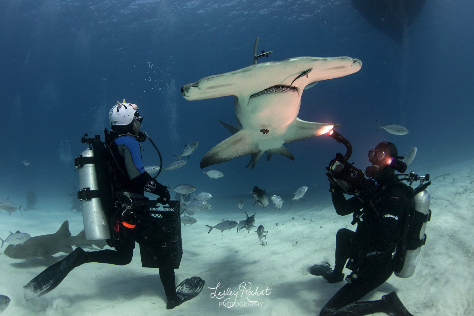 Hammerhead Shark Diving