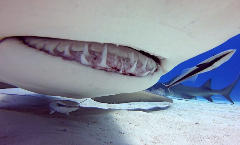 Tiger Shark – Tiger Shark Diving in the Bahamas